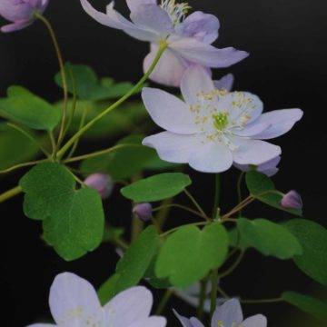 Patrinia monandra — Kwekerij en Kijktuin Aan De Dijk