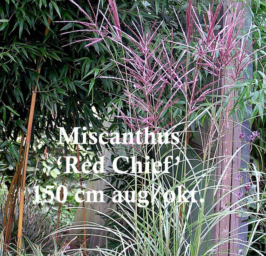 Miscanthus 'Red Chief' — Kwekerij en Kijktuin Aan De Dijk