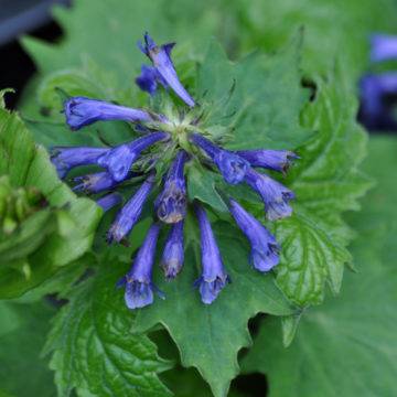 Patrinia monandra — Kwekerij en Kijktuin Aan De Dijk