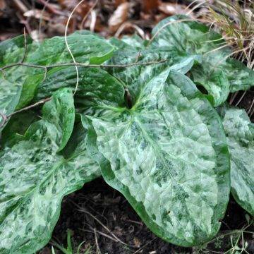 Patrinia monandra — Kwekerij en Kijktuin Aan De Dijk